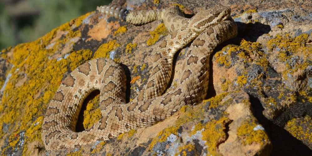 UTA research on snake venom has broad implications for bite treatment ...