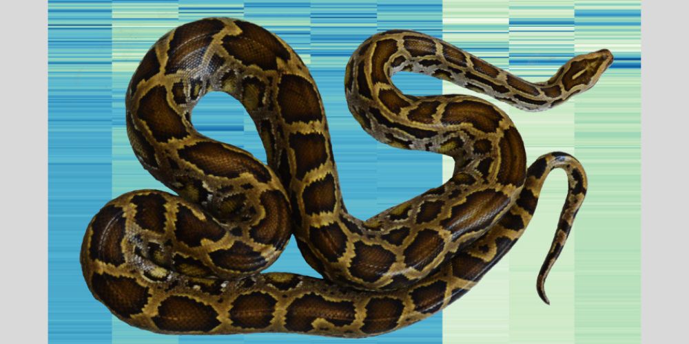 Can snakes shed light on human regenerative capacity? - College of ...